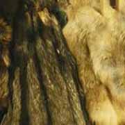 Canada History - Fur Trade